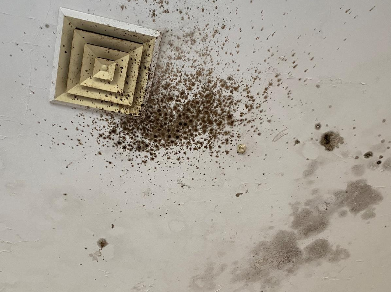 Businesses urged to take action on mould | McMahon Services